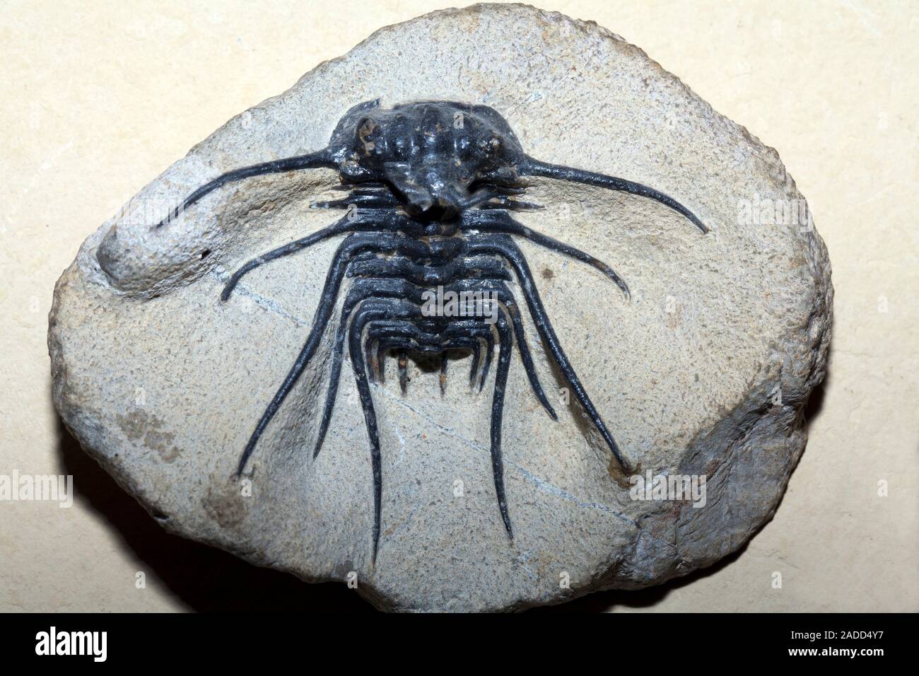 Dicranurus monstrosus is a genus of odontopleurid trilobites that lived ...