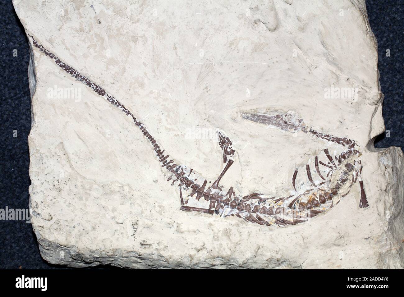 Fossil remains of a small fresh water lizard from Early Cretaceous ...
