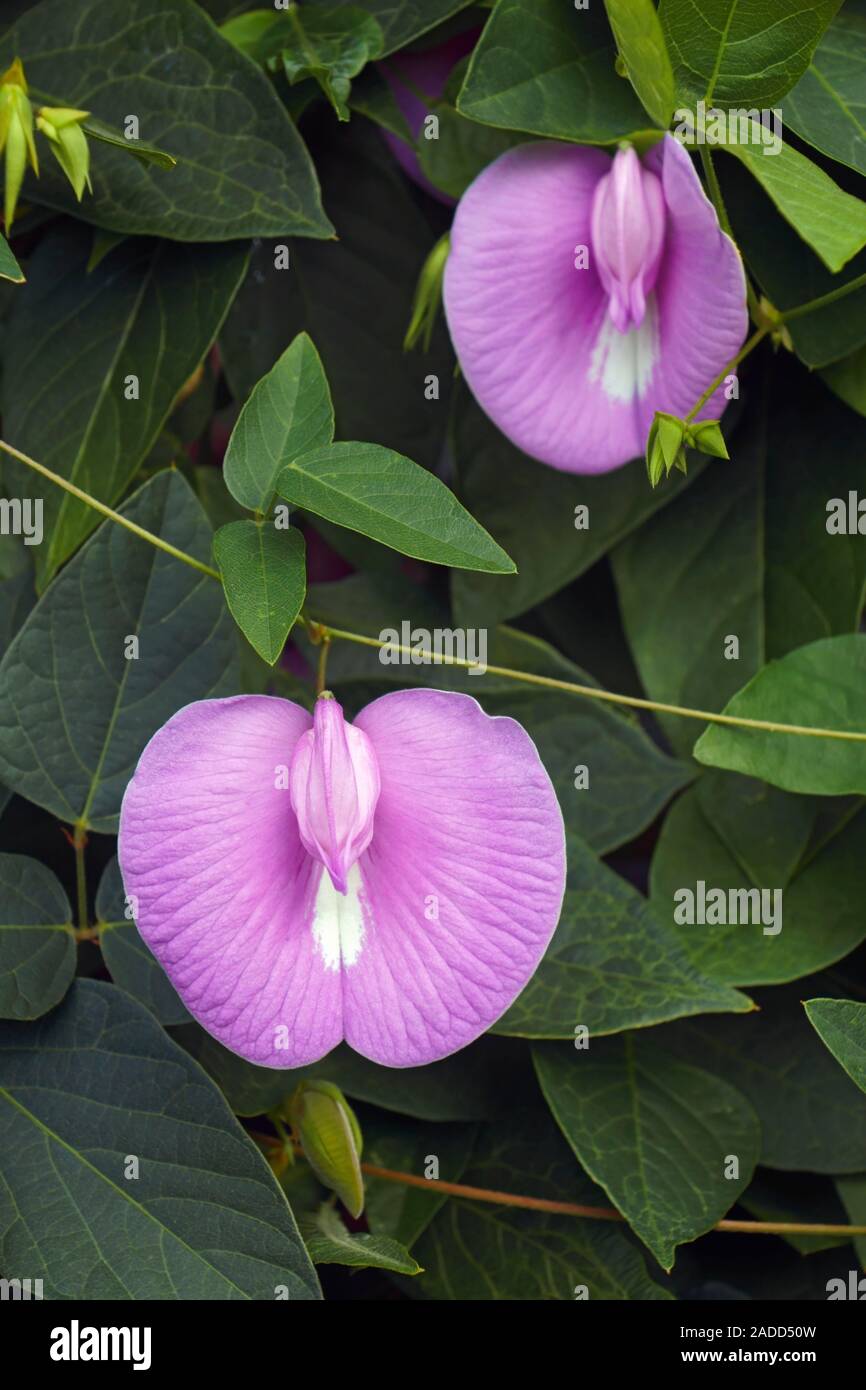 Spurred butterfly pea (Centrosema virginianum). Also known as Wild blue ...