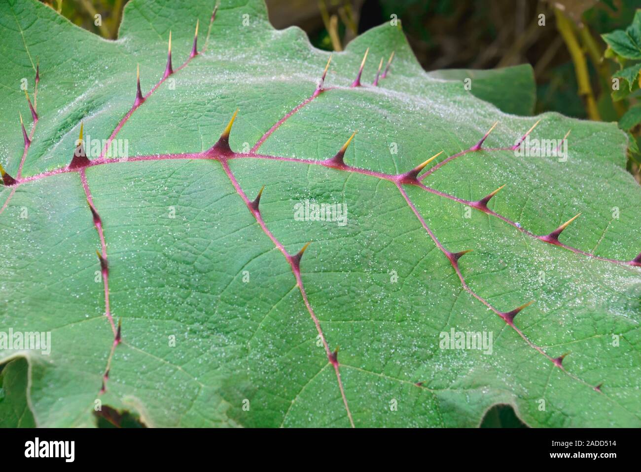 Naranjilla (Solanum quitoense). Also known as Lulo Stock Photo - Alamy