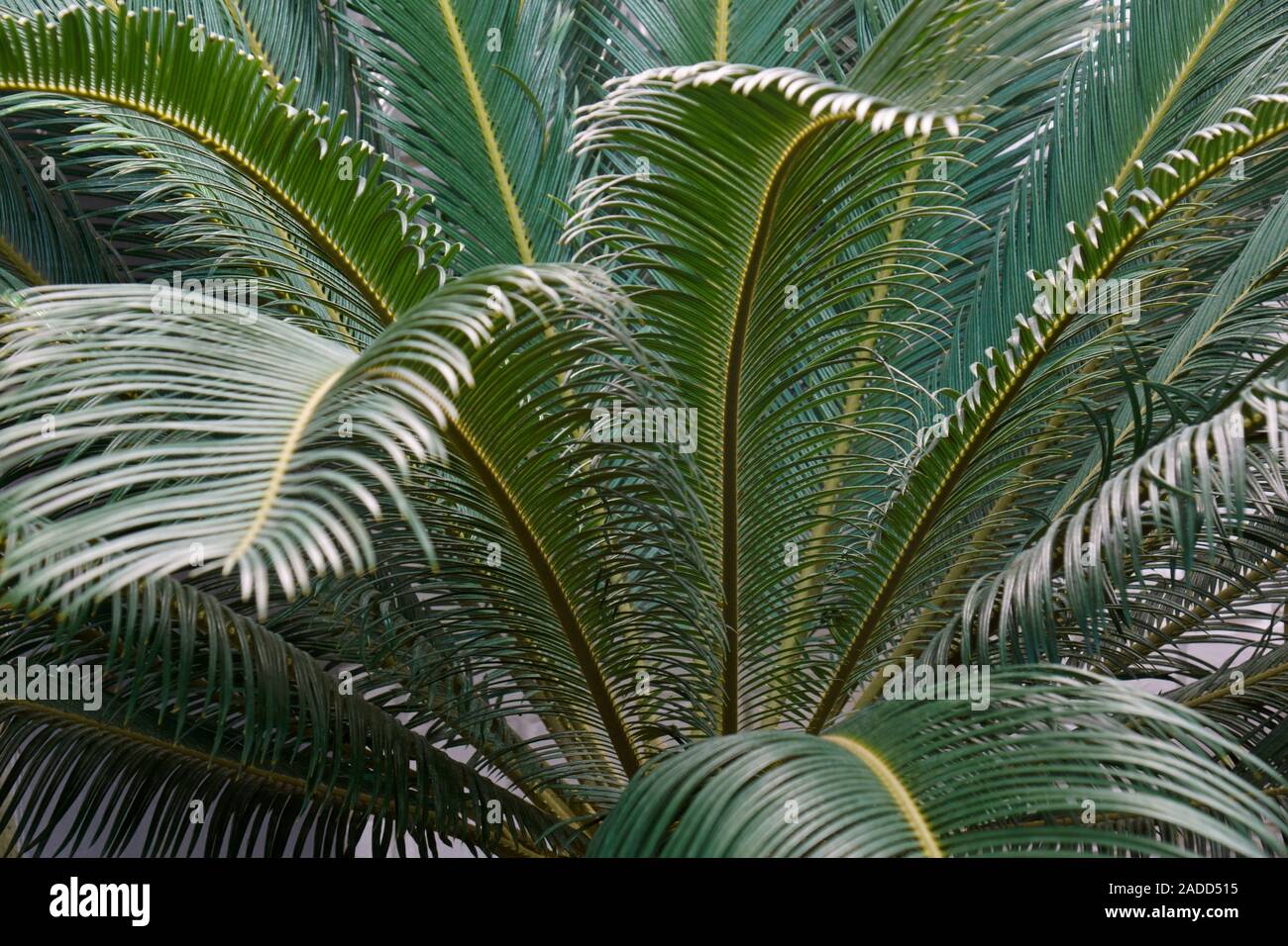 Sago palm (Cycas revoluta). Also known as King sago, Sago cycad and ...