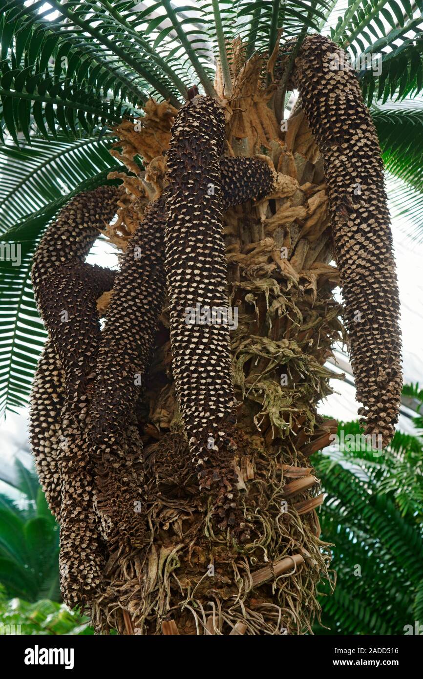 Giant dioon (Dioon spinulosum). Also known as Gum palm Stock Photo - Alamy