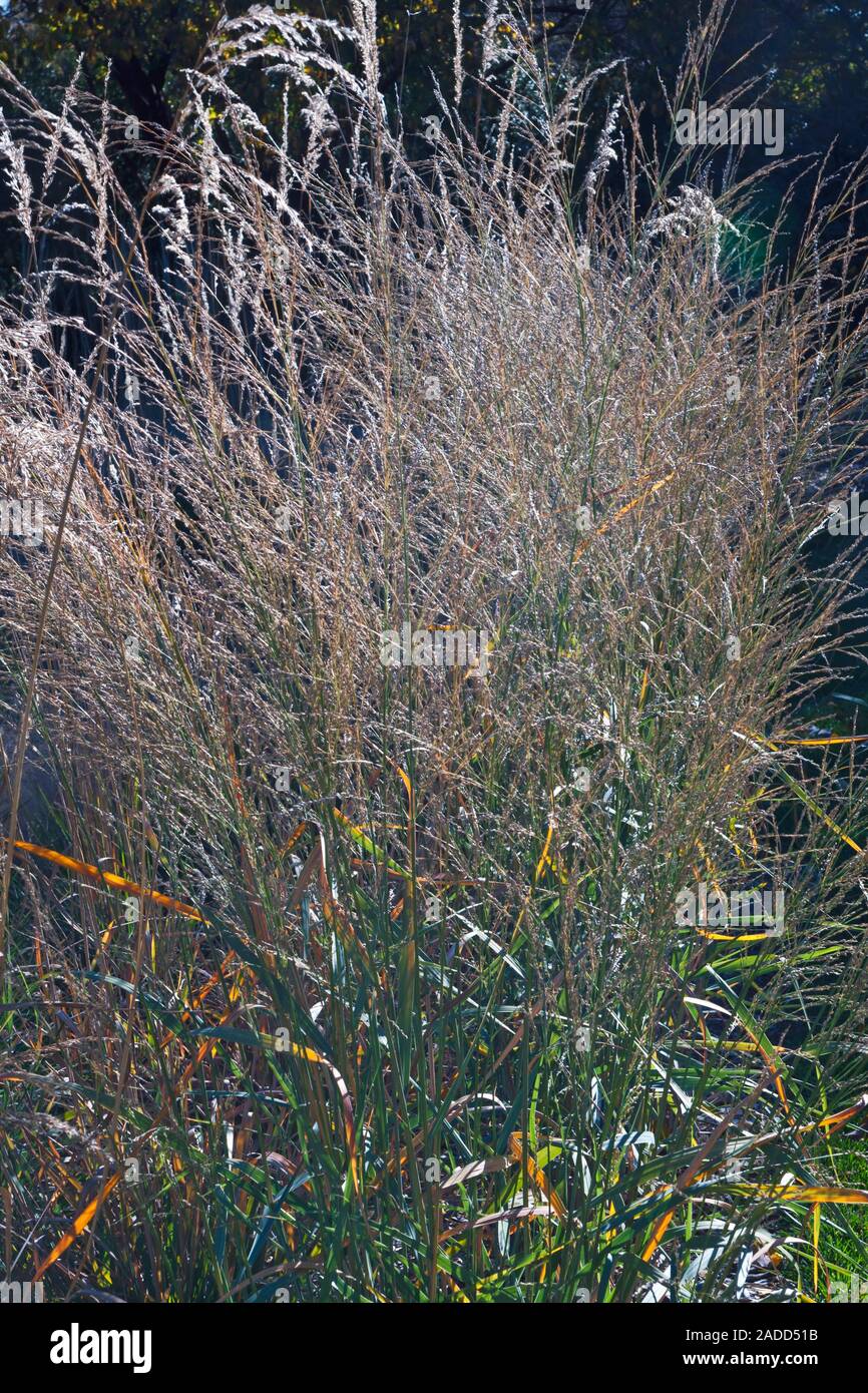 Dewey Blue Bitter panicgrass (Panicum amarum Dewey Blue). Also known as ...