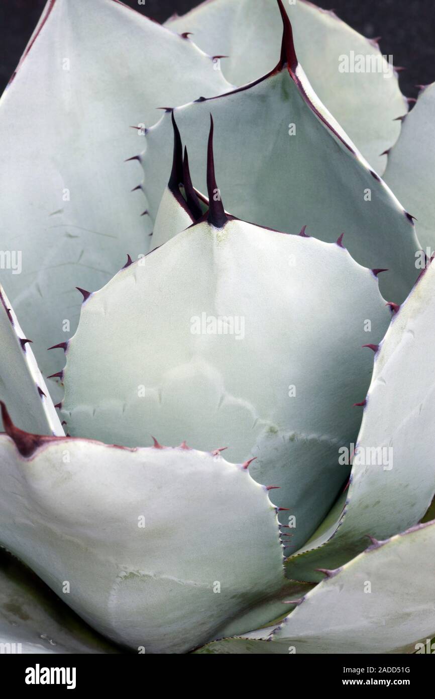 Artichoke agave (Agave parryi var. truncata). Also known as Mescal ...