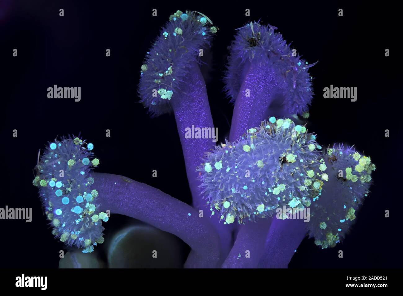 Macro photograph of the Hibiscus flower (Hibiscus sp.) reproductive ...