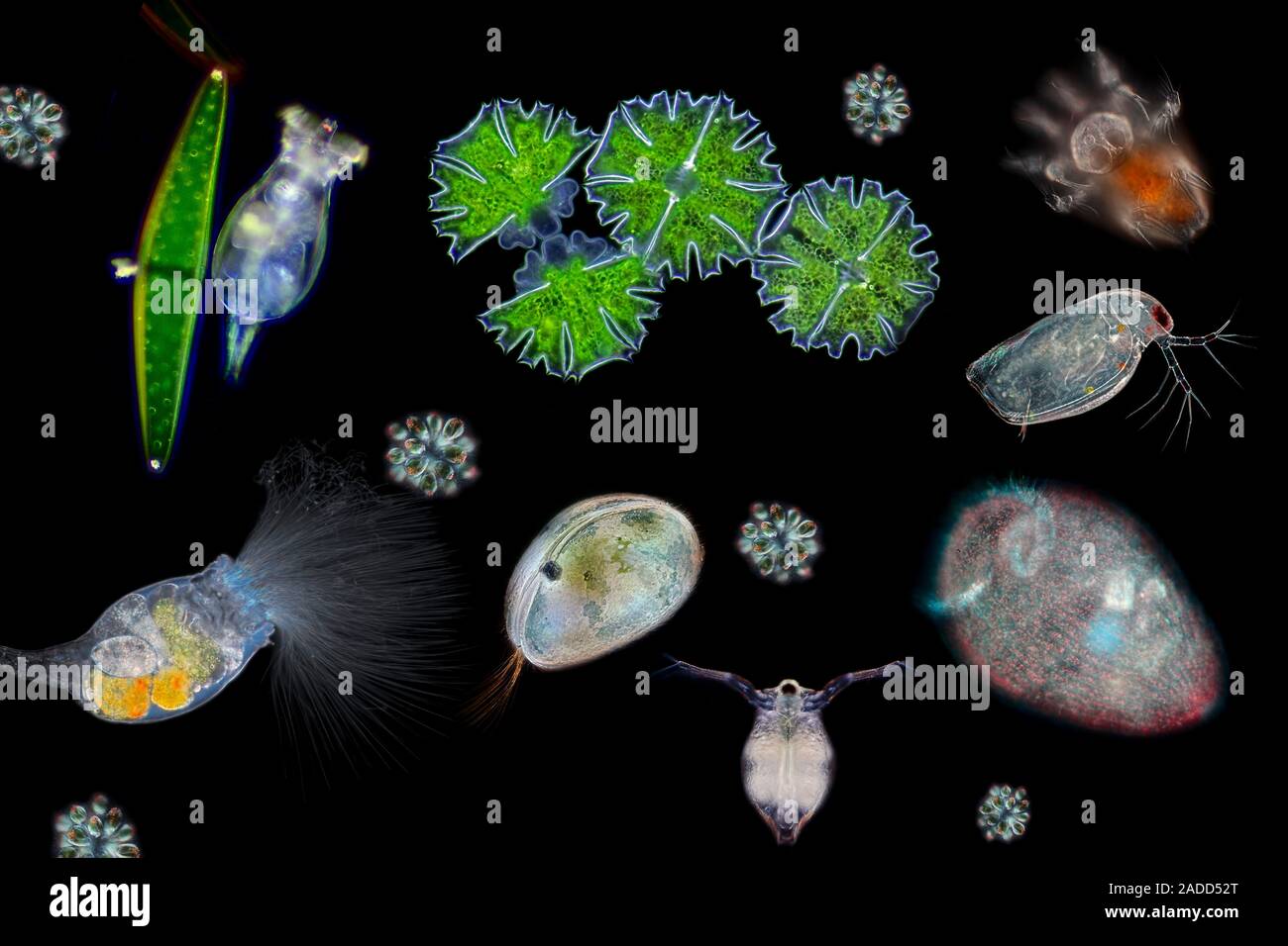 Compilation of various water microorganisms. Micro photograph of ...