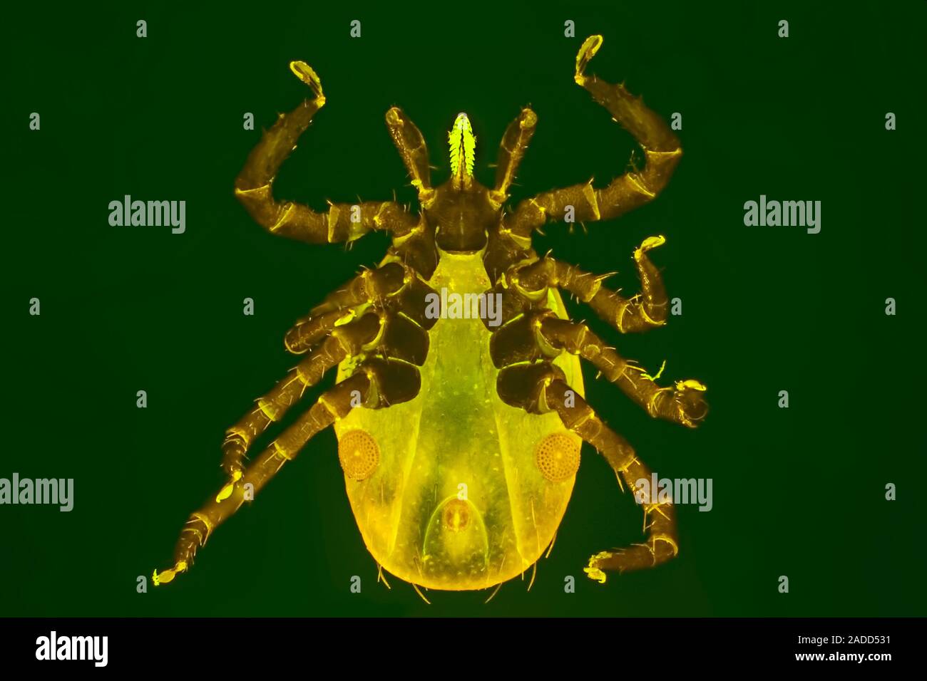Light micrograph of a tick (family Ixodidae) from below. Microscopic ...