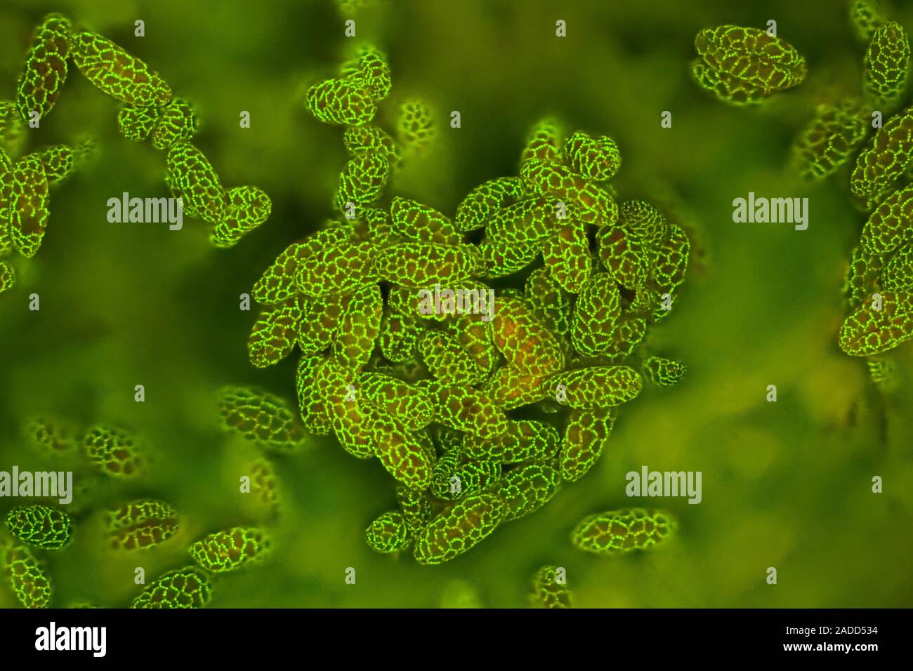 Light micrograph showing grains of lily (Lilium sp.) pollen ...