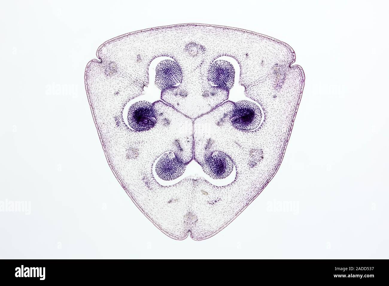Cross section of a developing tulip bud (Tulipa sp.). Tulips belong to ...