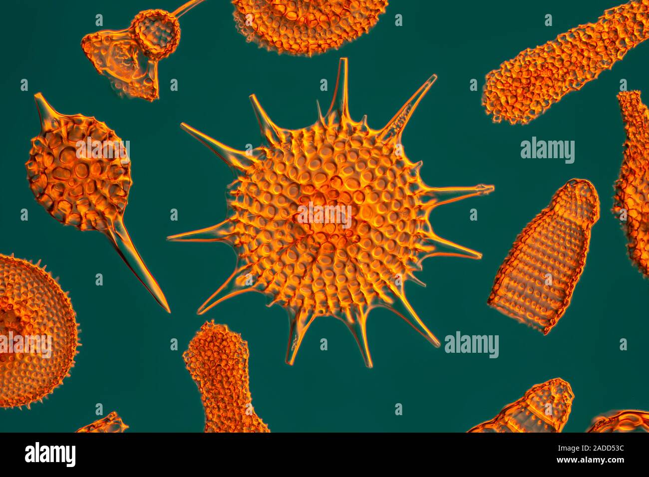 Radiolarian. Light micrograph of a single shell of a radiolarian. Radiolaria are single-celled ...