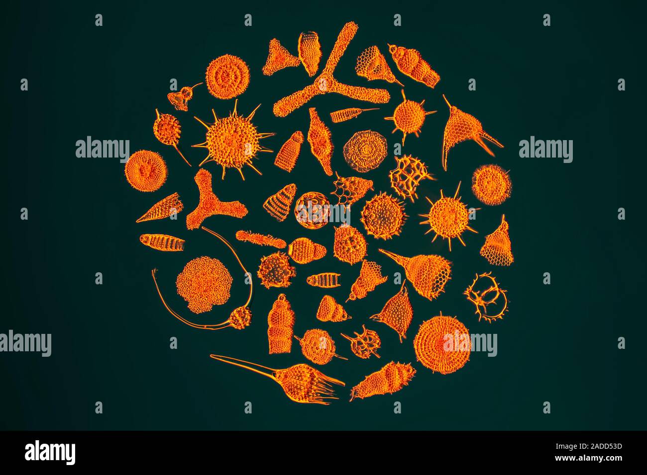Radiolarian. Light micrograph of a single shell of a radiolarian ...