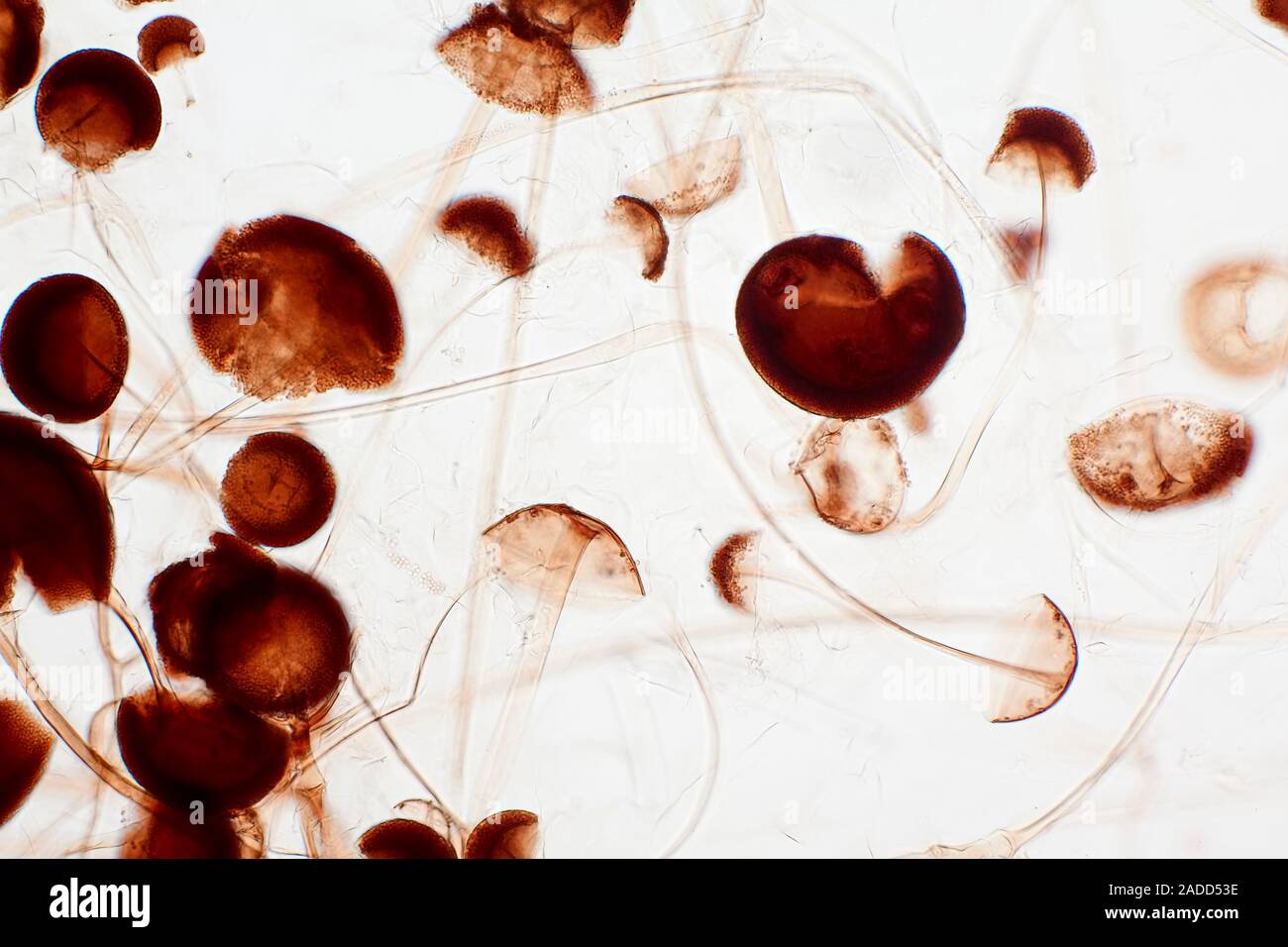 Light micrograph of the common mould Mucor mucedo, showing its thread ...