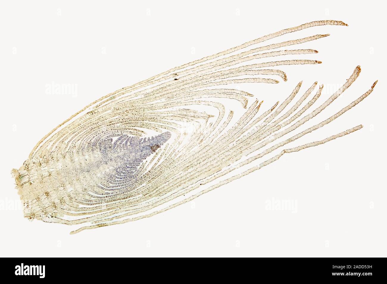 Light micrograph of the apical stem of a waterweed (Elodea sp.) plant ...