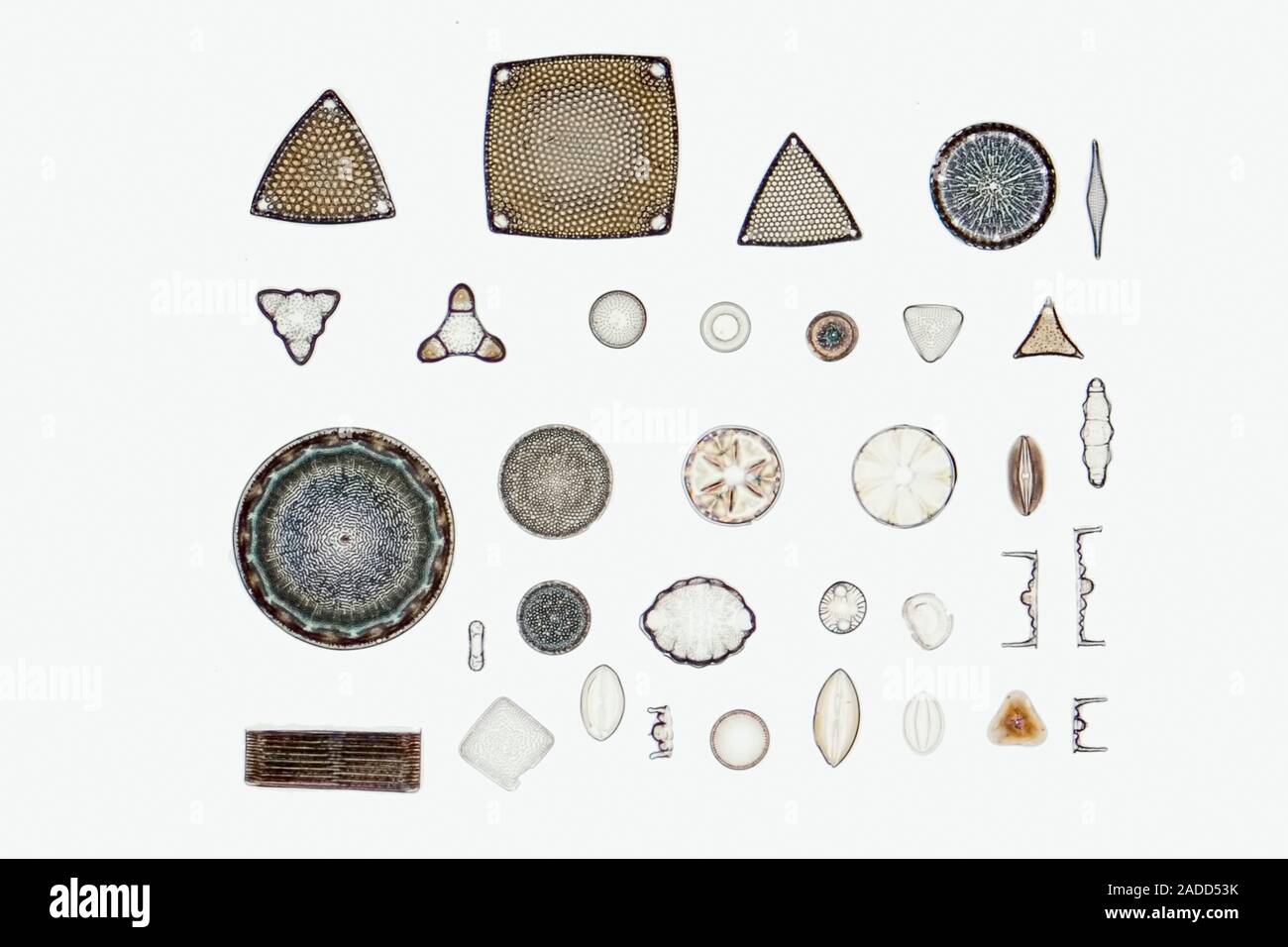 Light micrograph of an array of diatoms, part of the algae family ...