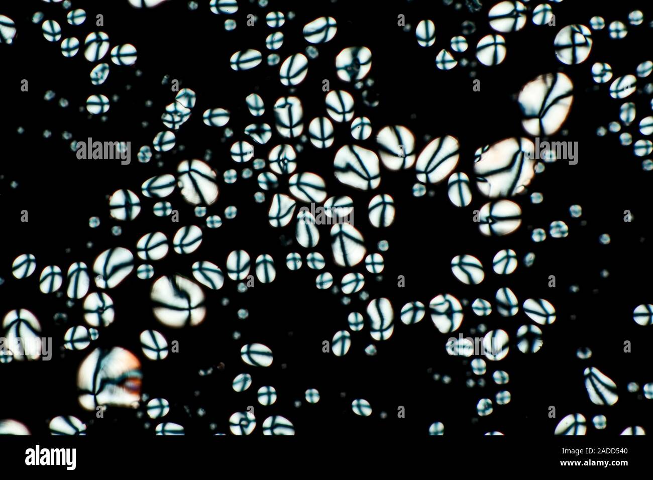 Potato starch grains. Polarised light micrograph of starch grains from ...