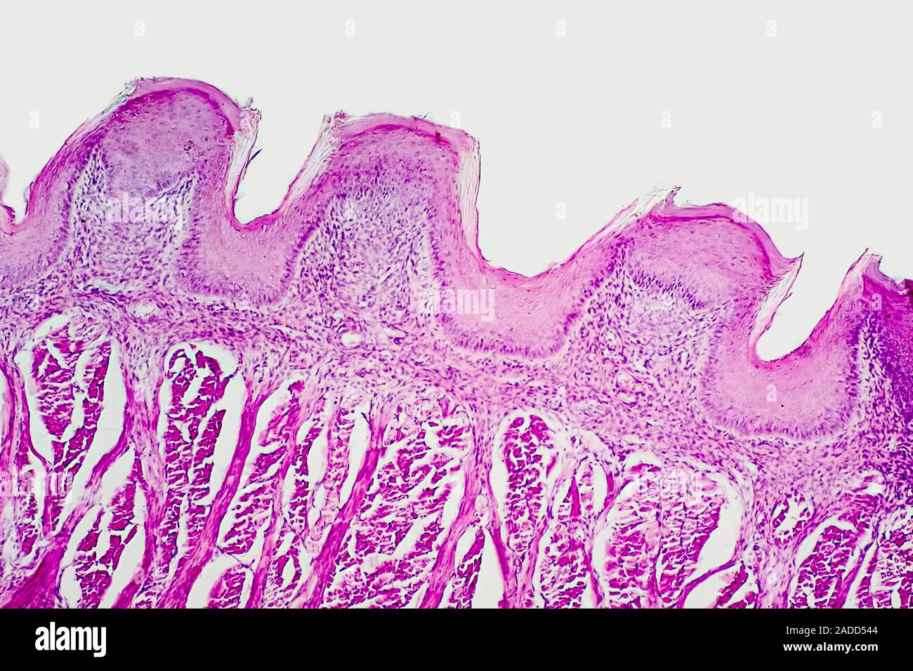 Light micrograph of a cross section through the papillae of a cat's ...