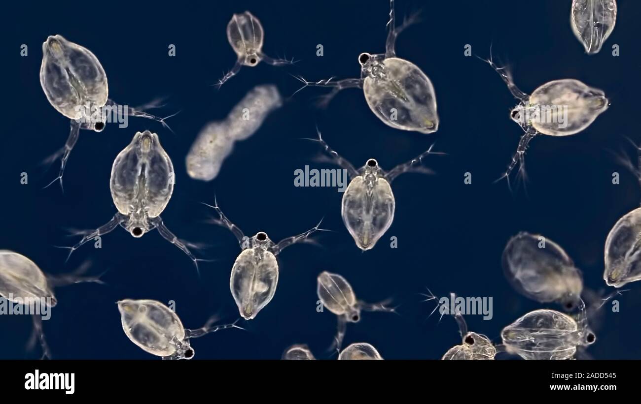 Light micrograph of a freshwater fleas Stock Photo - Alamy