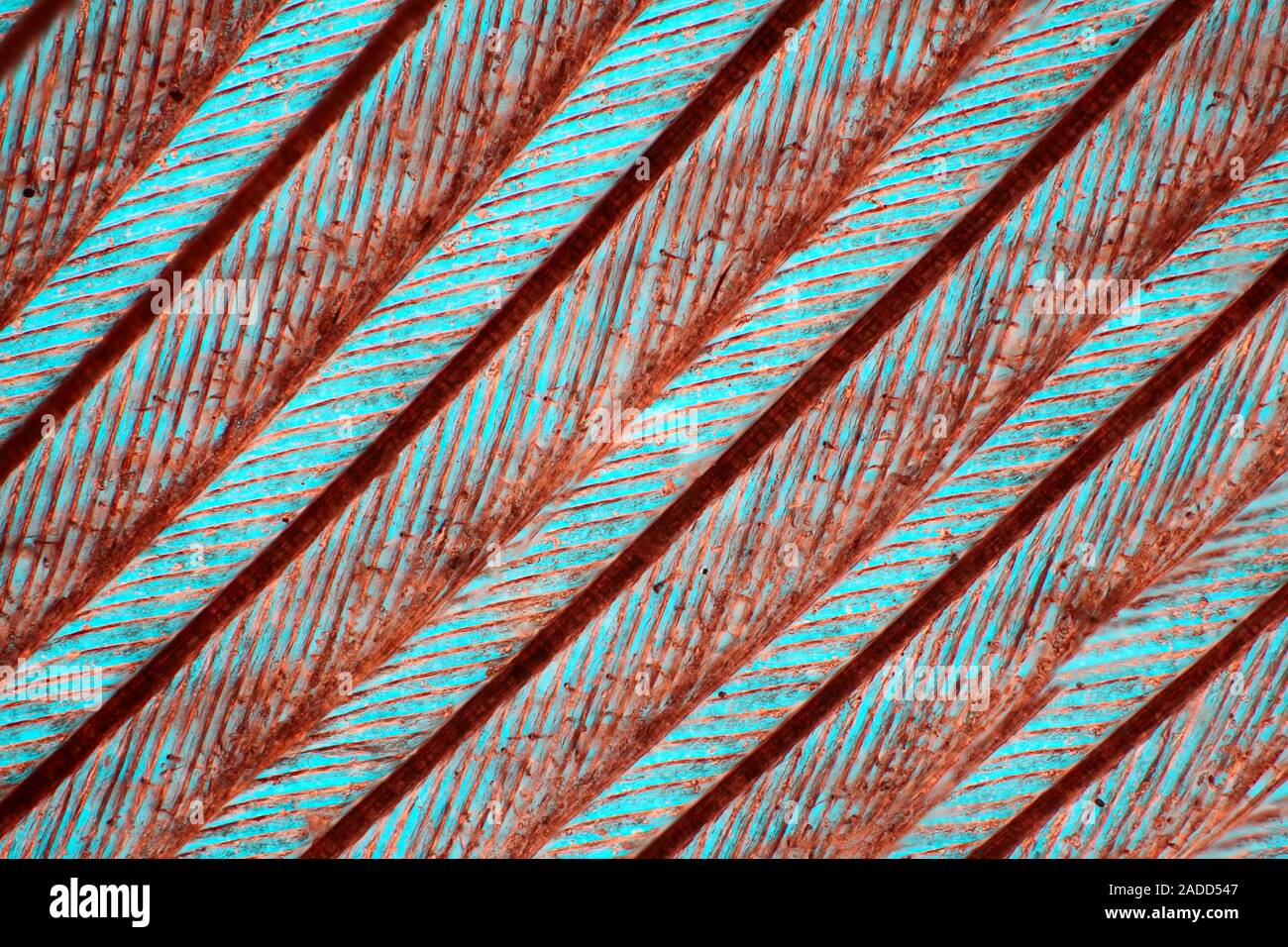 Bird feather. Polarised light micrograph of a feather from a bird ...