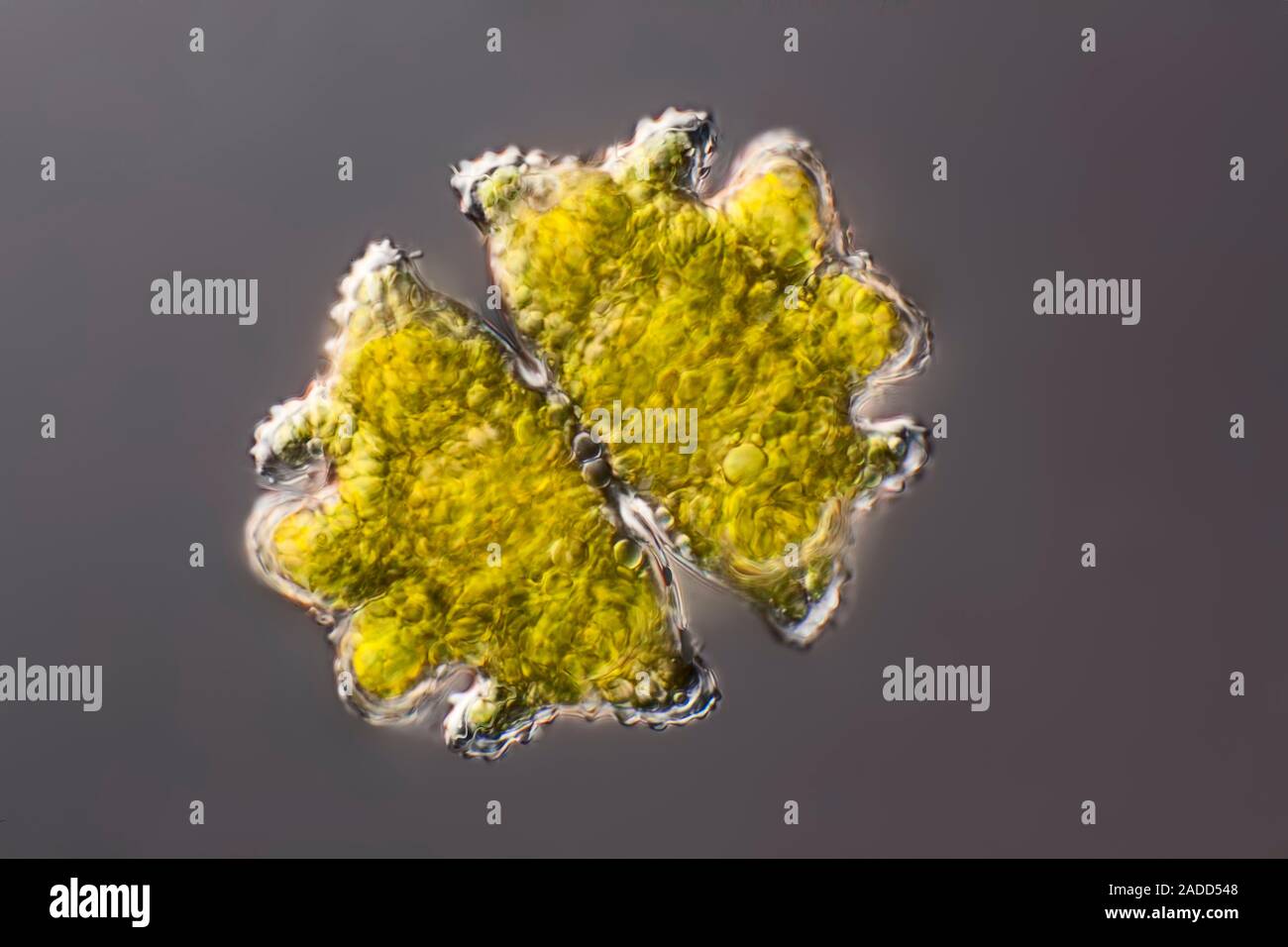 Euastrum desmid. Differential interference contrast (DIC) light ...