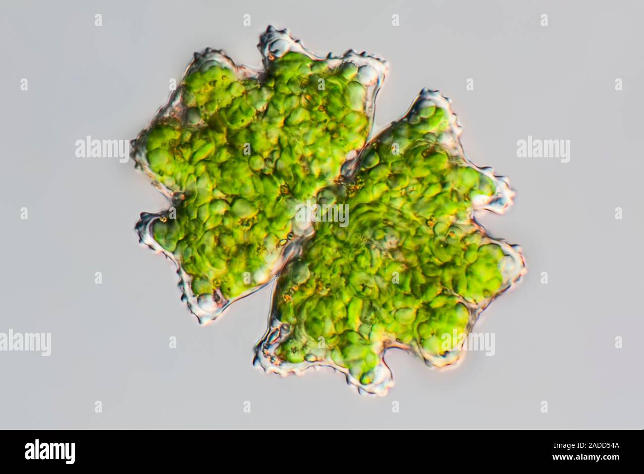 Euastrum desmid. Differential interference contrast (DIC) light ...