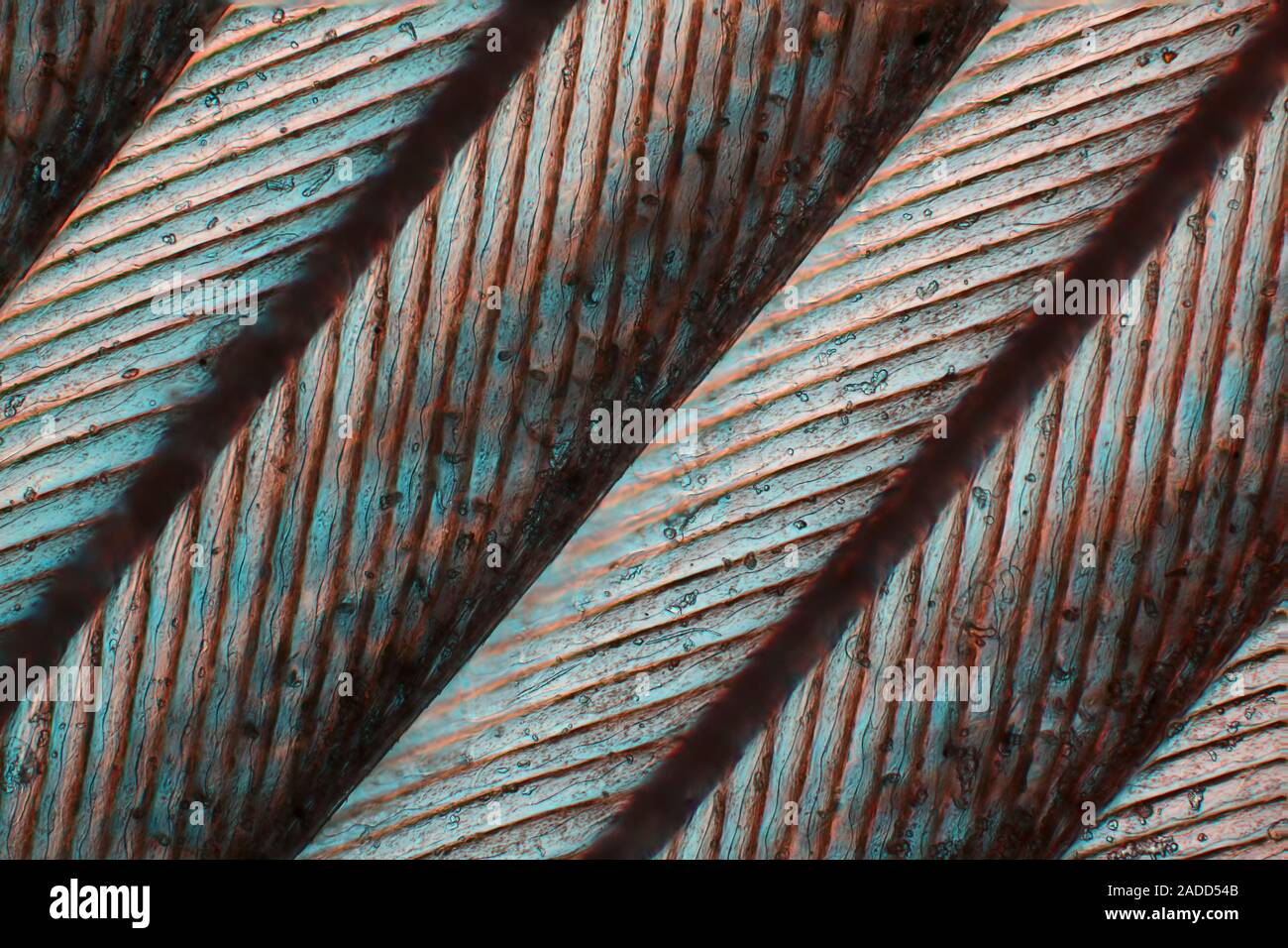 Bird feather. Polarised light micrograph of a feather from a bird ...