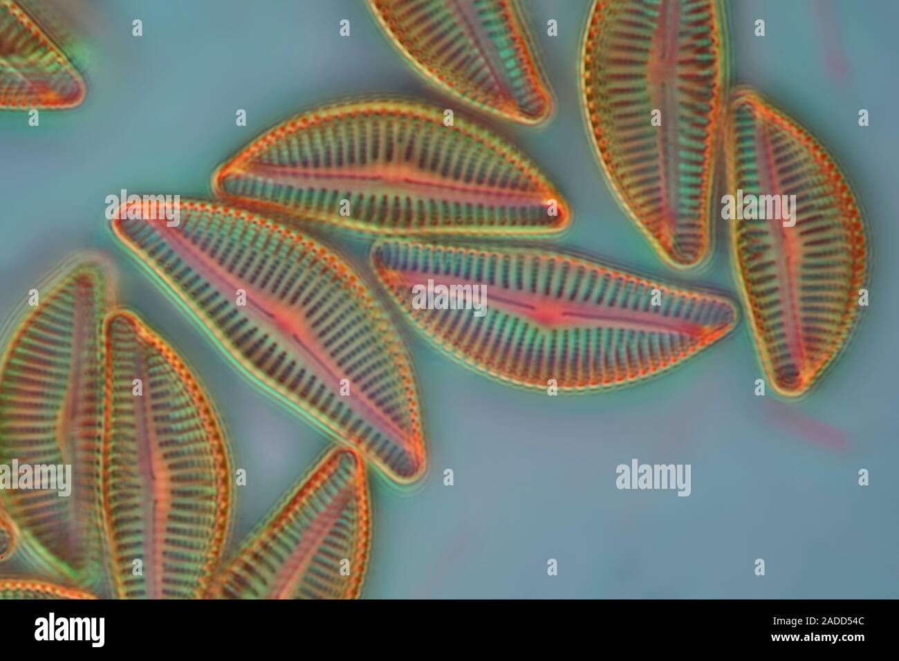 Diatom. Light micrograph of a fossilised diatom. Diatoms are planktonic ...