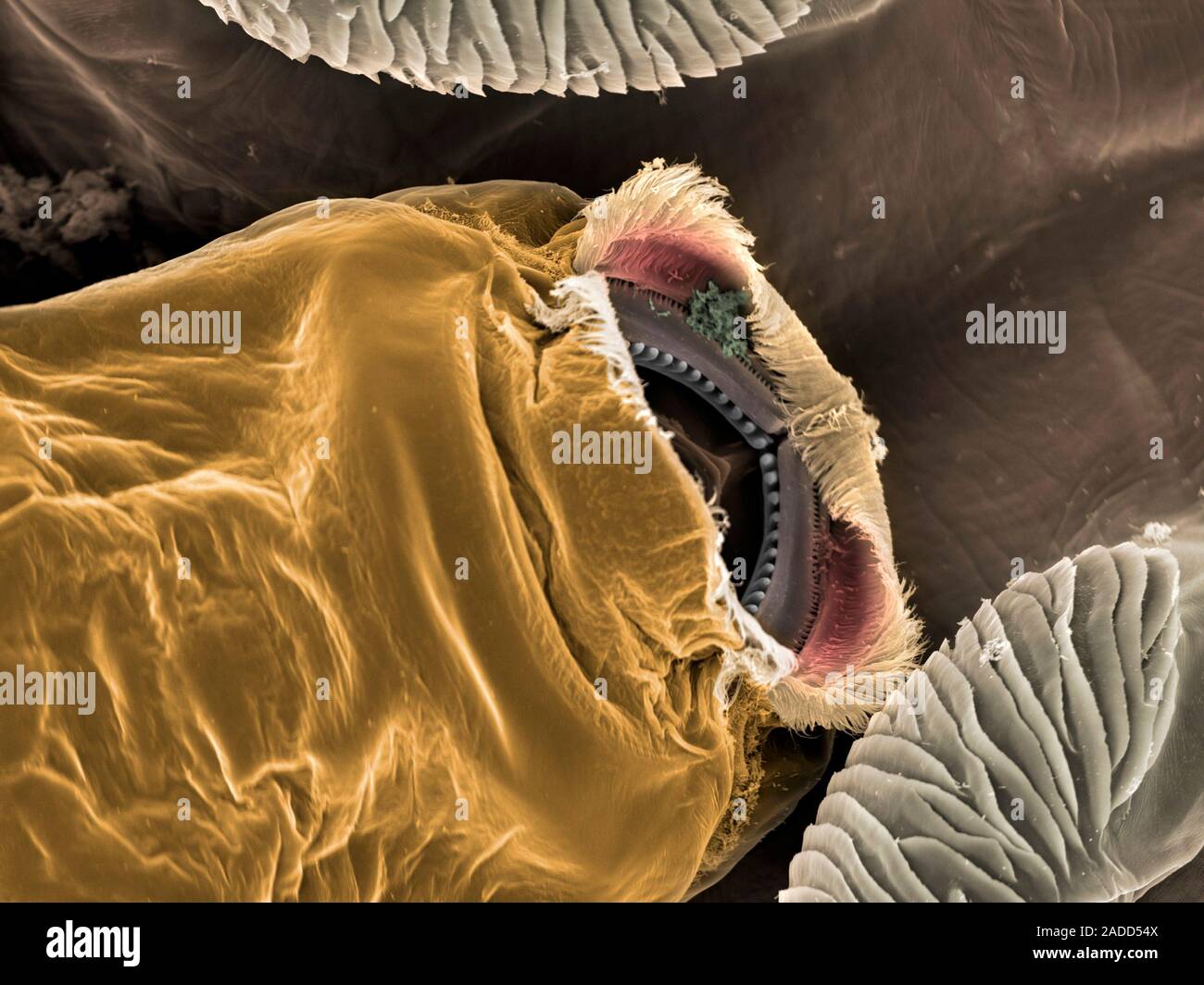 Coloured scanning electron micrograph (SEM) of the mouth of a salmon ...