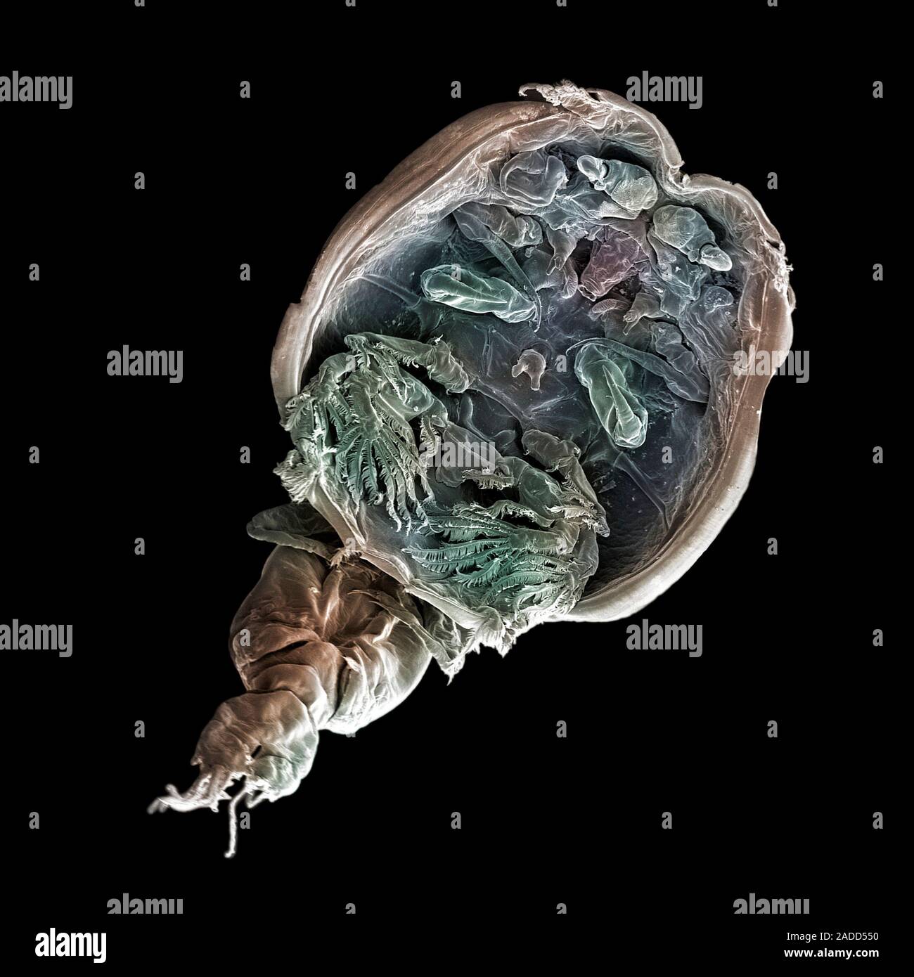 Coloured scanning electron micrograph (SEM) of a salmon louse ...