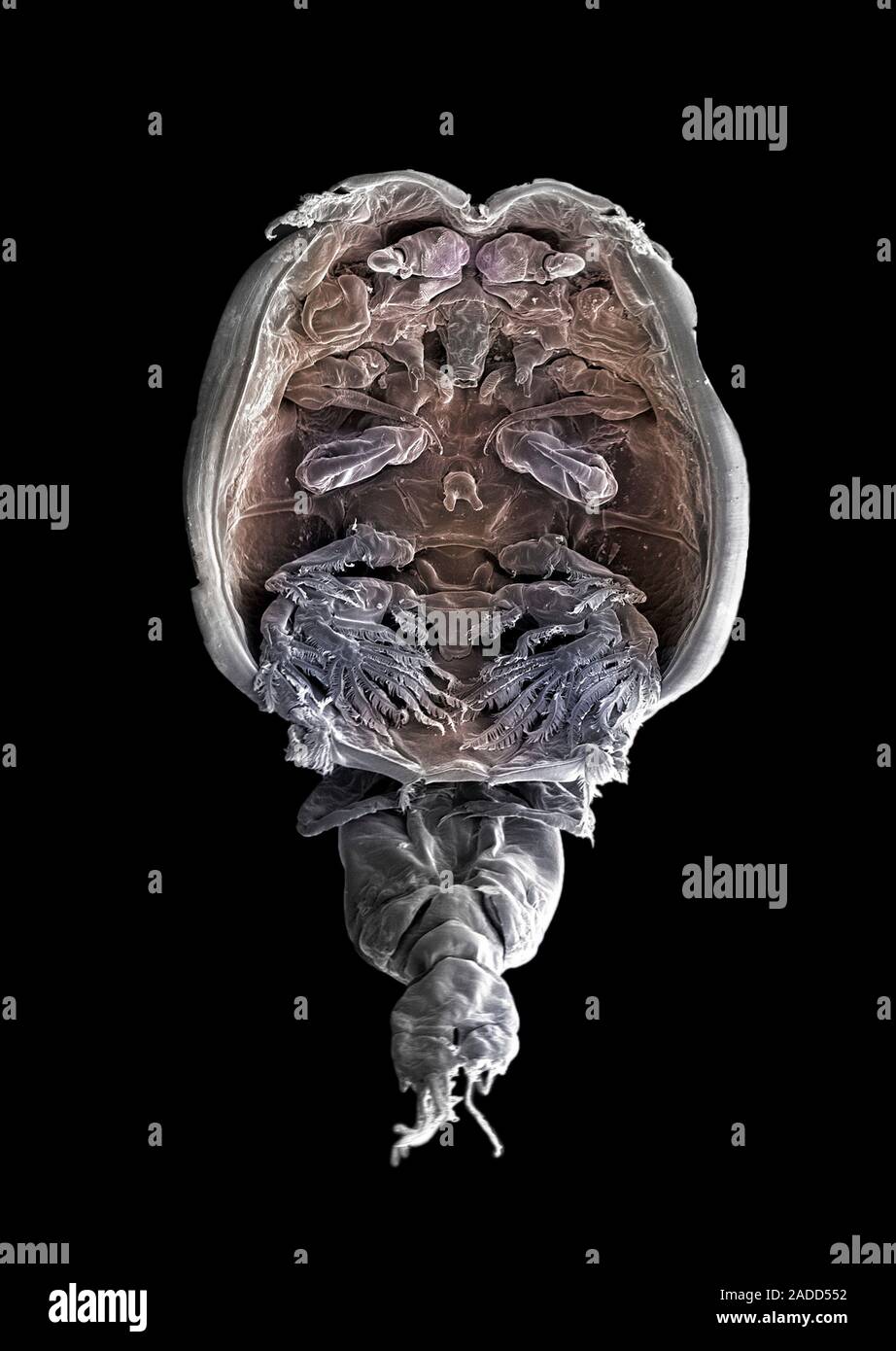 Coloured scanning electron micrograph (SEM) of a salmon louse ...