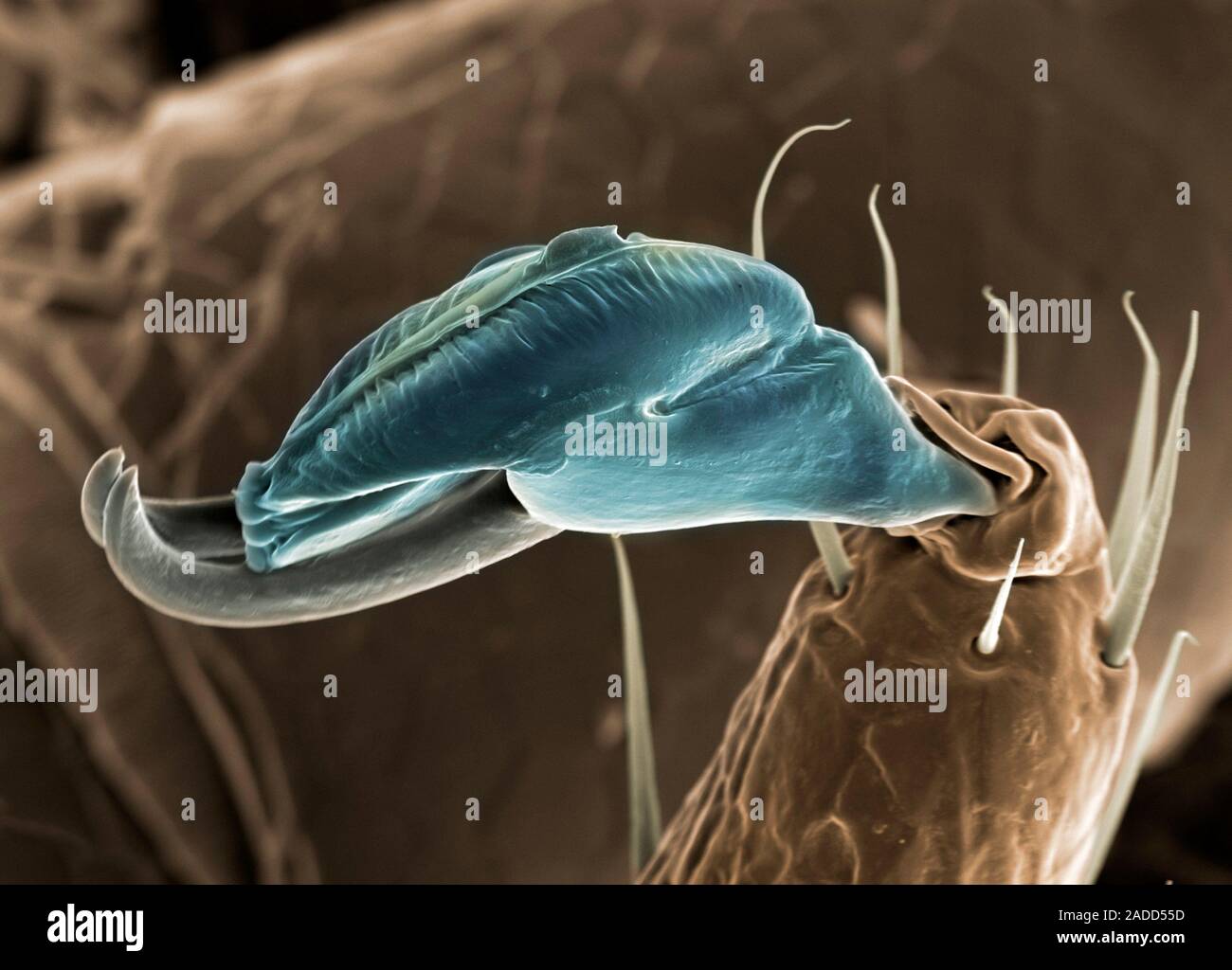 Coloured scanning electron micrograph (SEM) of a sheep tick (Ixodes ...