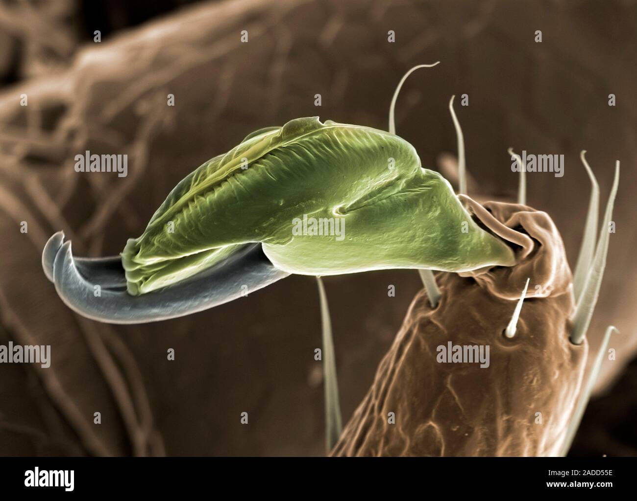 Coloured scanning electron micrograph (SEM) of a sheep tick (Ixodes ...