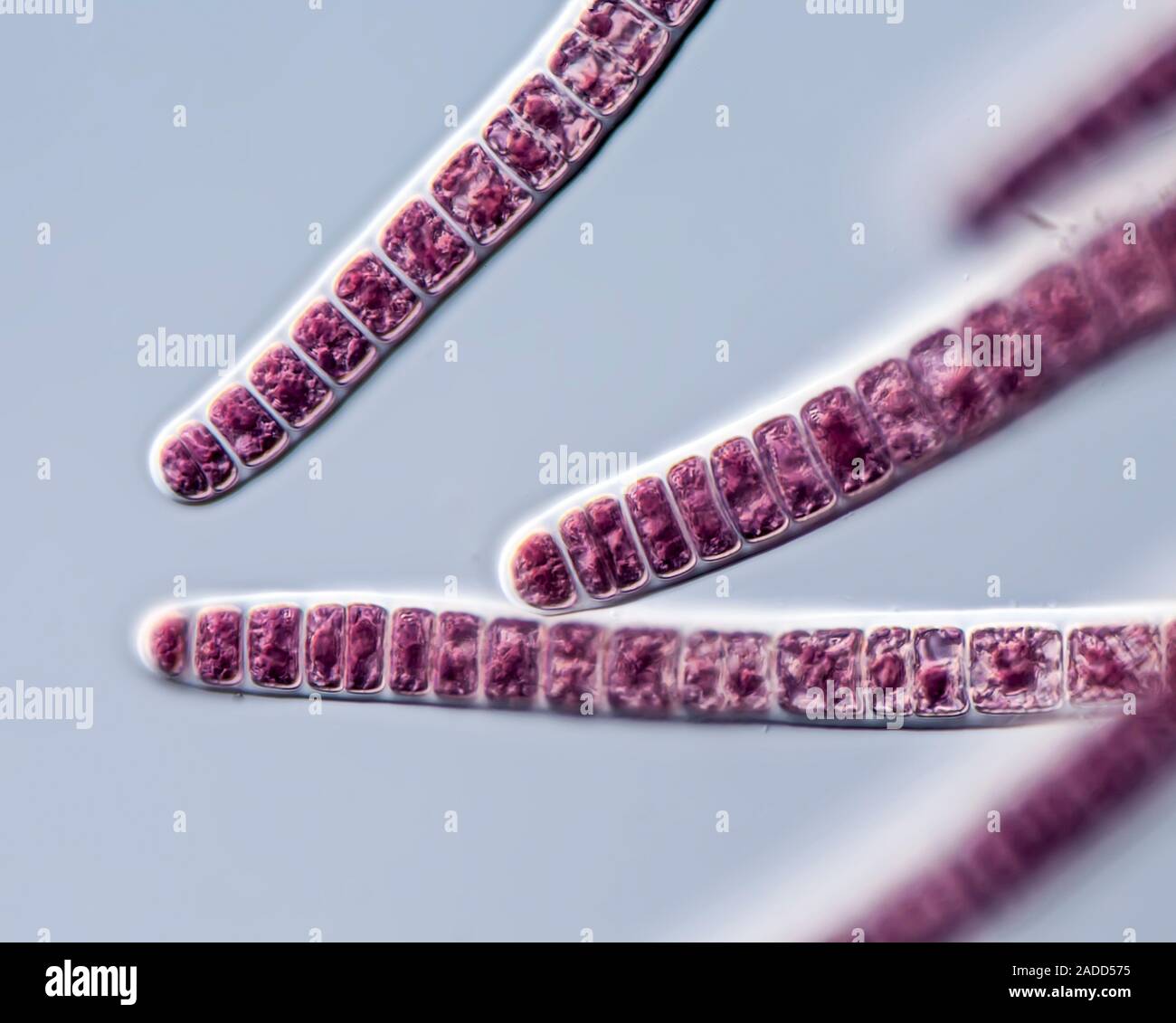 Light micrograph of Stylonema sp. marine red alga filaments. Culture ...