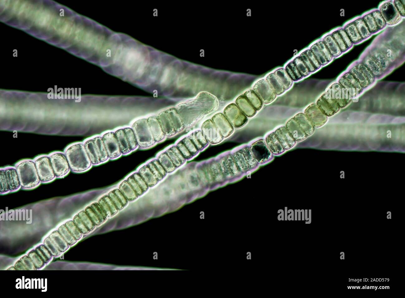 Light micrograph of Compsopogon sp. filaments, a freshwater red alga ...