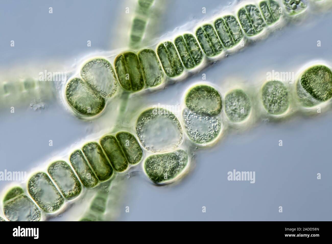 Light micrograph of Compsopogon sp. filaments, a freshwater red alga ...
