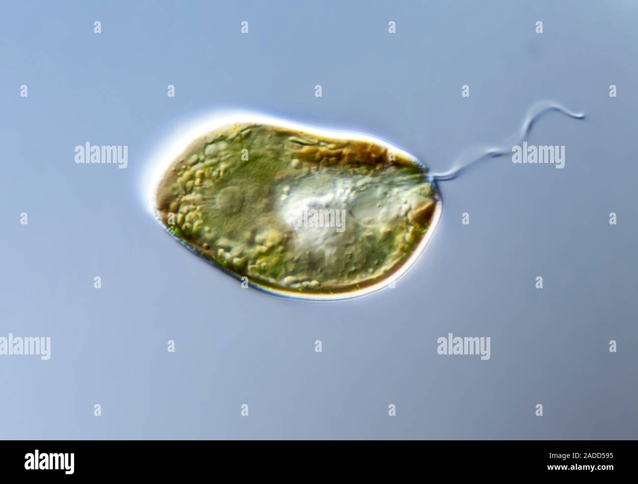 Light micrograph of Cryptomonas ovata freshwater cryptomonad ...