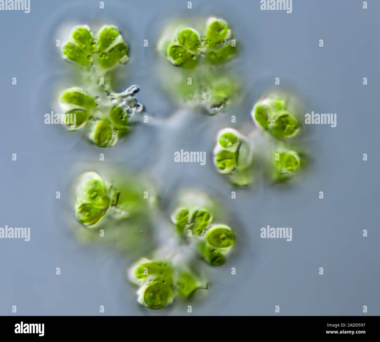 Light micrograph of Botryococcus sp. freshwater algae. Botryococcus ...