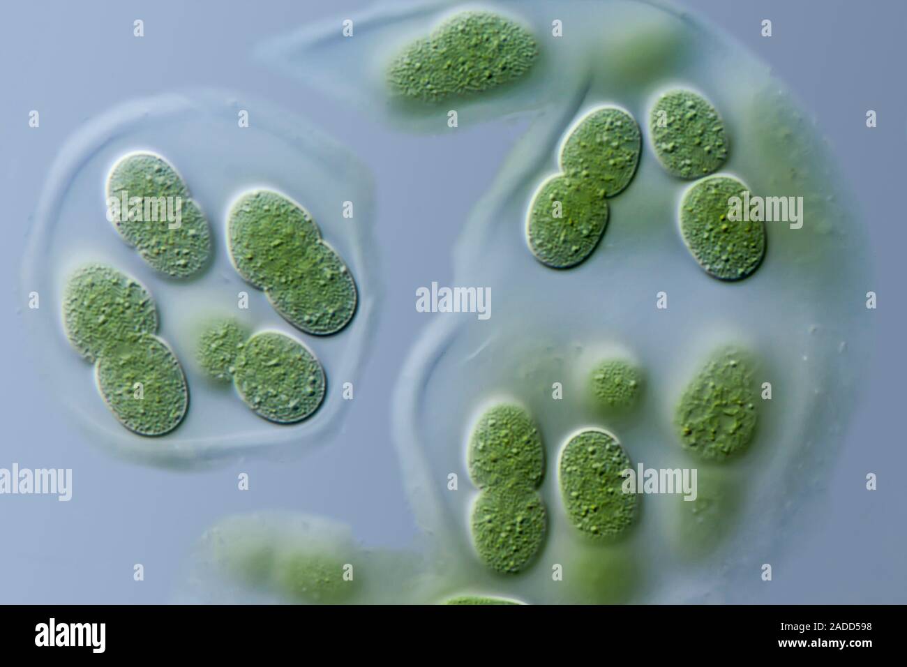 Light micrograph of Aphanothece sp. marine cyanobacteria, showing ...