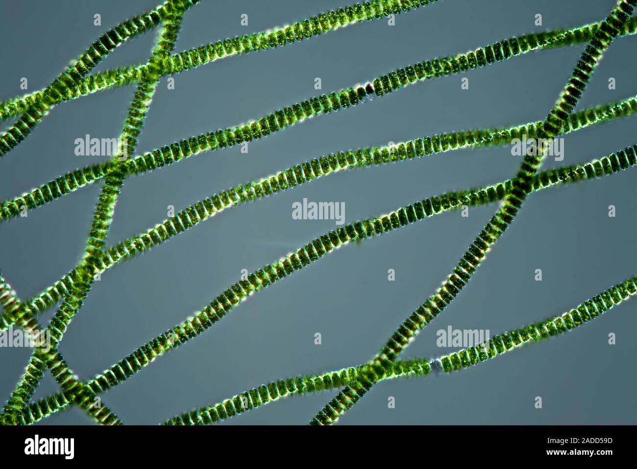 Green Algae Cell