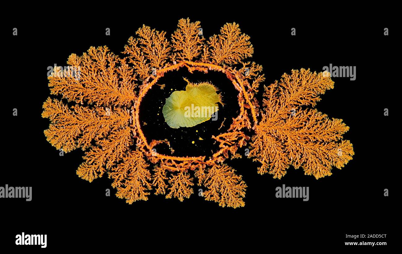 Potassium dichromate crystallization. Macrophotograph of crystals of ...