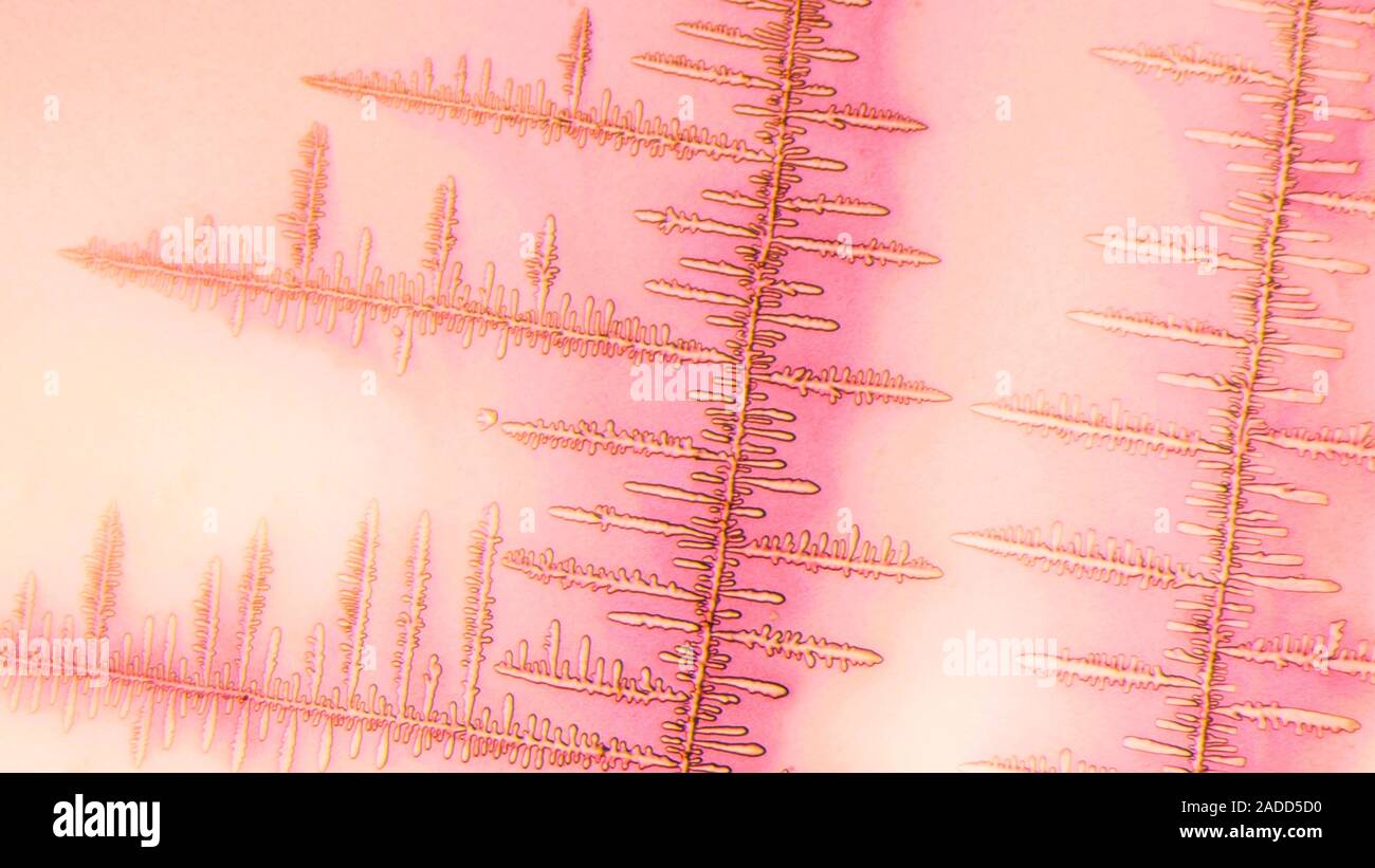 Ammonium chloride crystallization. Light micrograph of crystals of ...