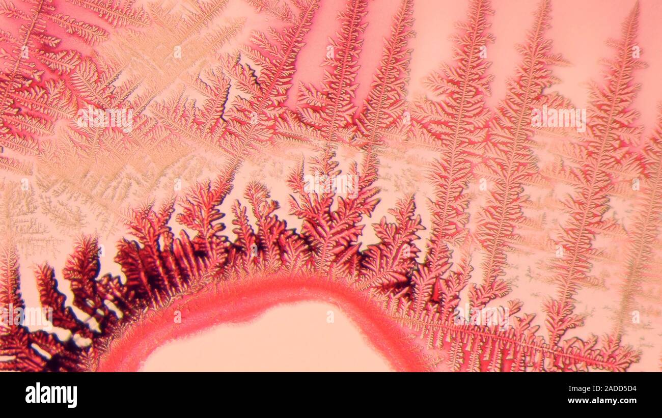Ammonium chloride crystallization. Light micrograph of crystals of ...