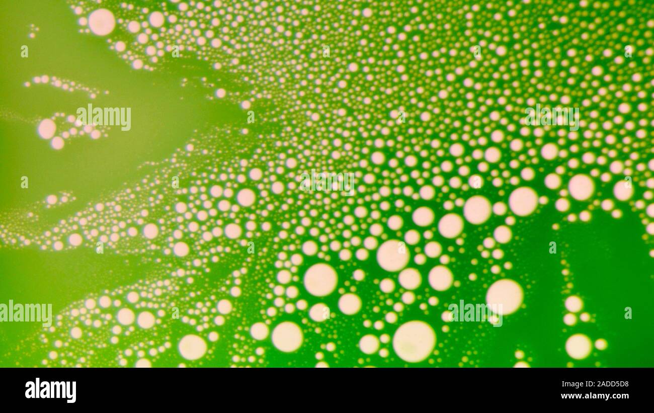 Dynamic liquid flow patterns. Light micrograph of liquids flowing and ...