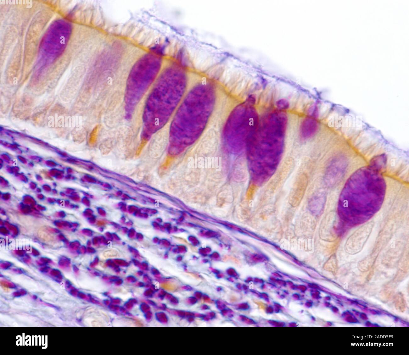 Very low magnification light micrograph showing the neck organs in ...
