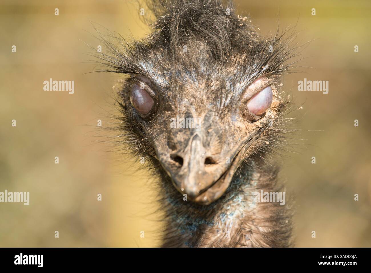 Greater rhea (Rhea americana) showing nictitating membrane (inner ...
