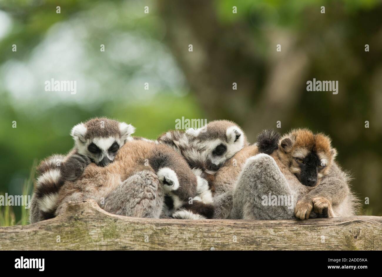 Group of four ring-tailed lemur (Lemur catta) and red ruffed lemur ...