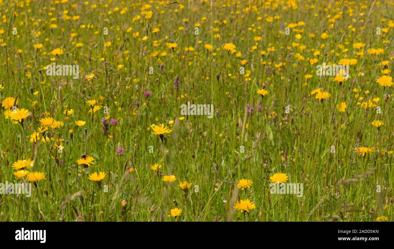 Rough Hawkbit (Leontodon hispidus) in meadow managed for wildflowers on ...