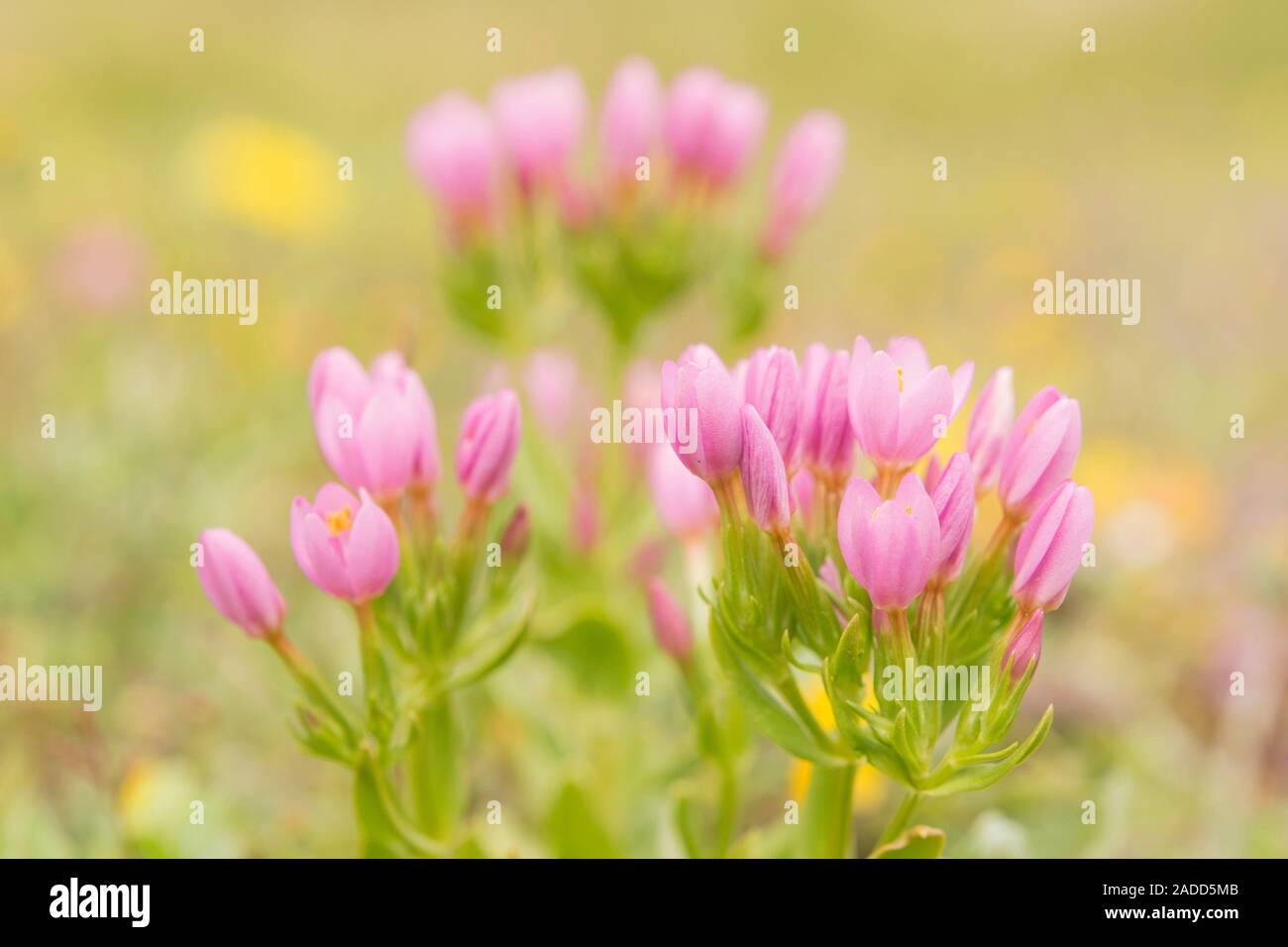 Common centaury (Centaurium erythraea) in flower at Stackpole National ...