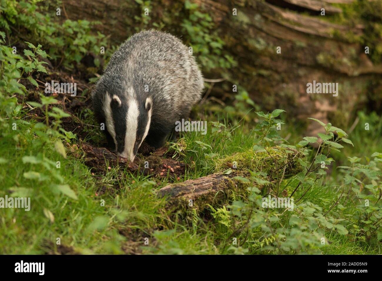 Adult badger (Meles meles) foraging at dusk, Dinefwr Park, Wales, UK ...