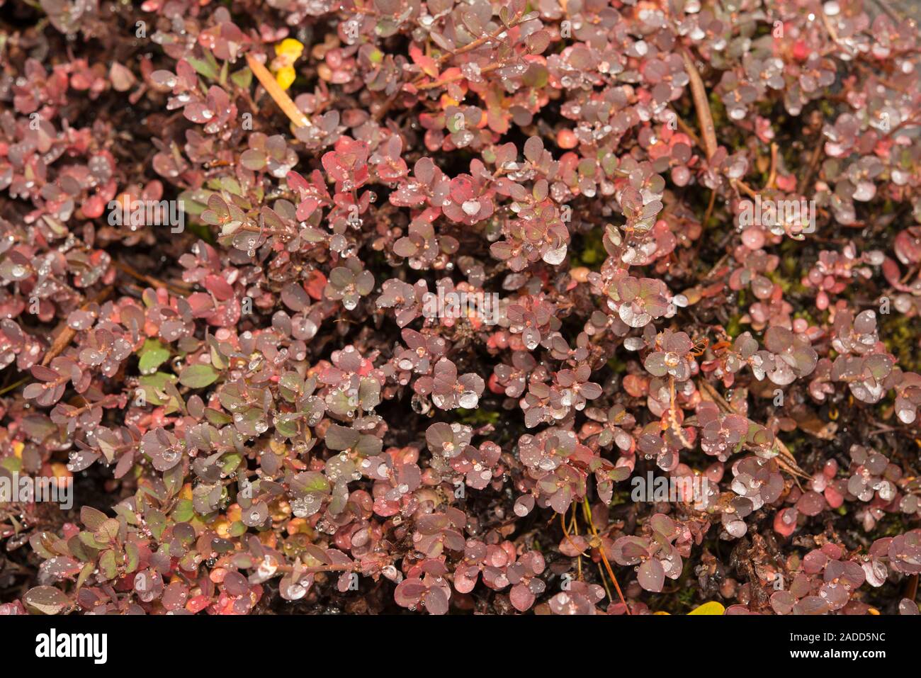 Arctic bilberry (Vaccinium uliginosum) growing on Danmark Island ...