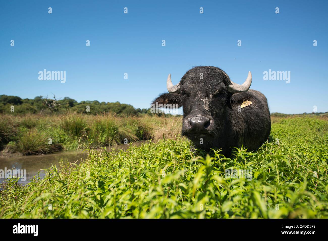 Asian water buffalo (Bubalus bubalis) at Cilgerran nature reserve near ...